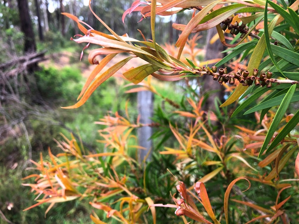 Melaleuca formosa (S.T.Blake) Craven