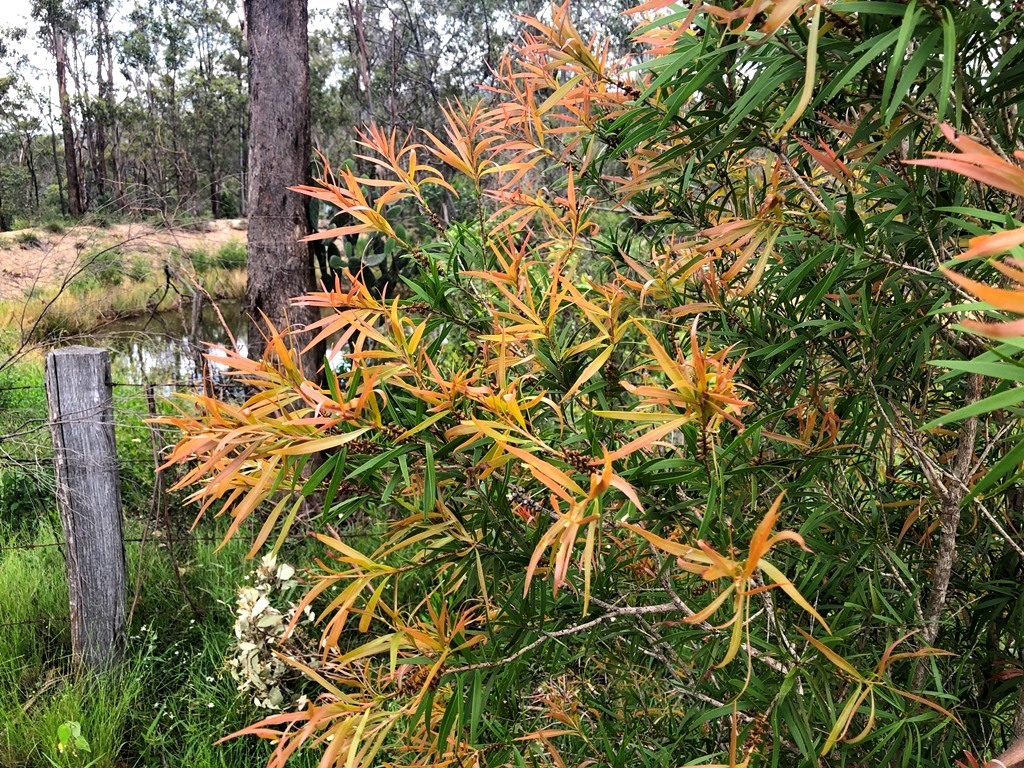 Melaleuca formosa (S.T.Blake) Craven