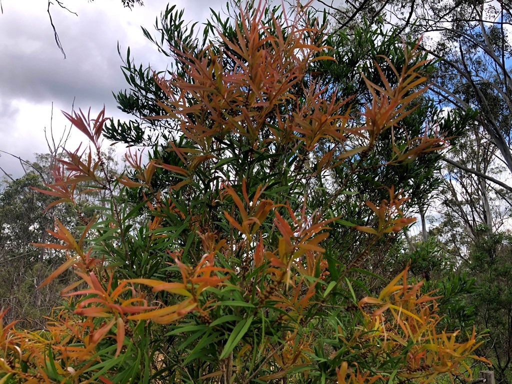 Melaleuca formosa (S.T.Blake) Craven