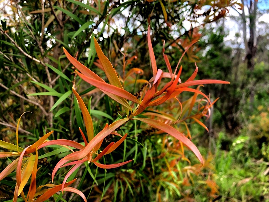 Melaleuca formosa (S.T.Blake) Craven