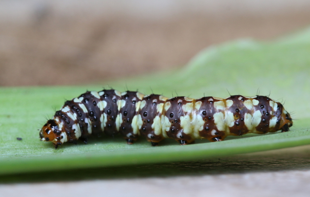 Lily Borer from Moregloed, Pretoria, 0186, South Africa on November 18 ...