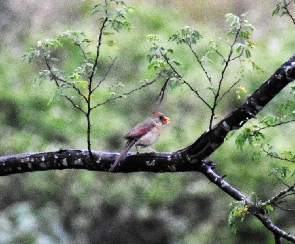 Northern Cardinal from Monterrey, Nuevo Leon, Mexico on April 29, 2018 ...