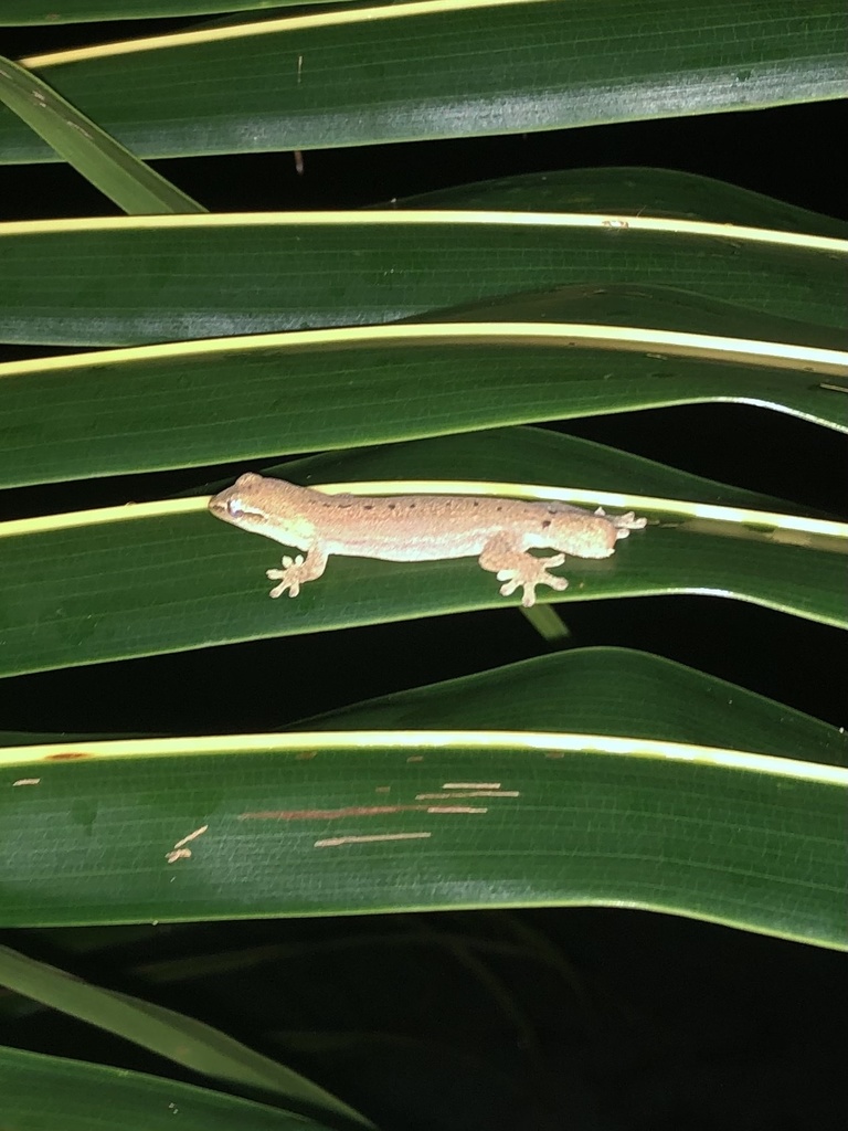 Micronesian Scaly-toed Gecko from Palau, PW on November 10, 2021 at 08: ...
