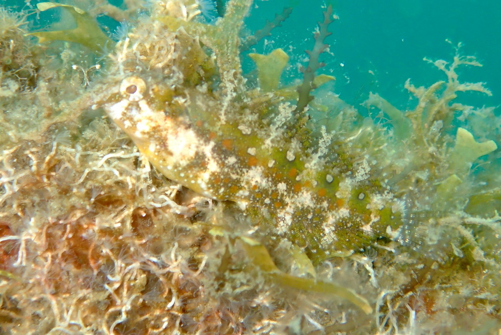 Variable Sabretooth Blenny from Bitung, ID-SW, ID on February 26, 2013 ...
