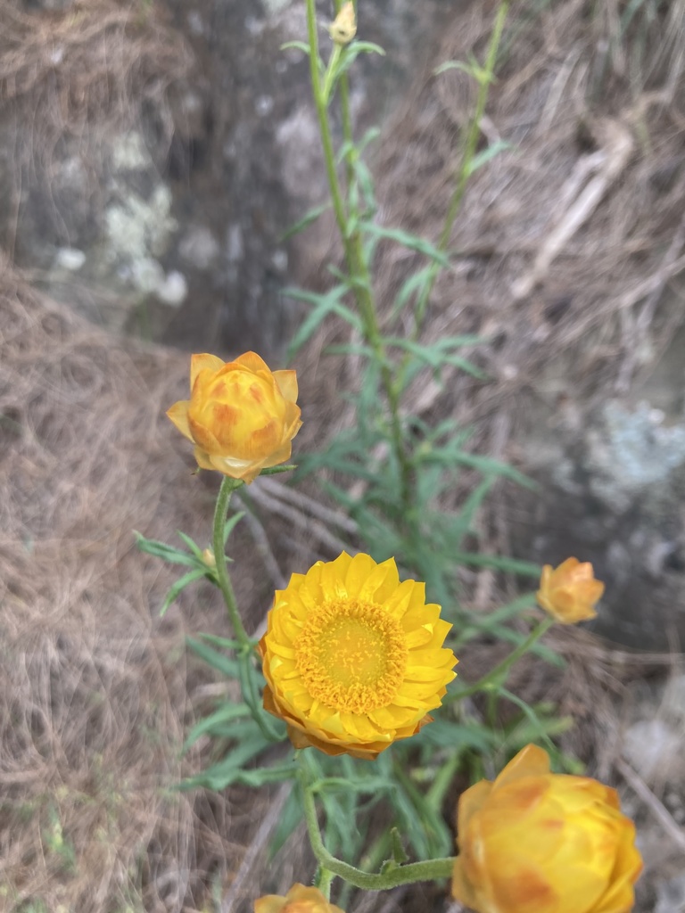 Golden Everlasting from Tasmania, West Launceston, TAS, AU on November ...