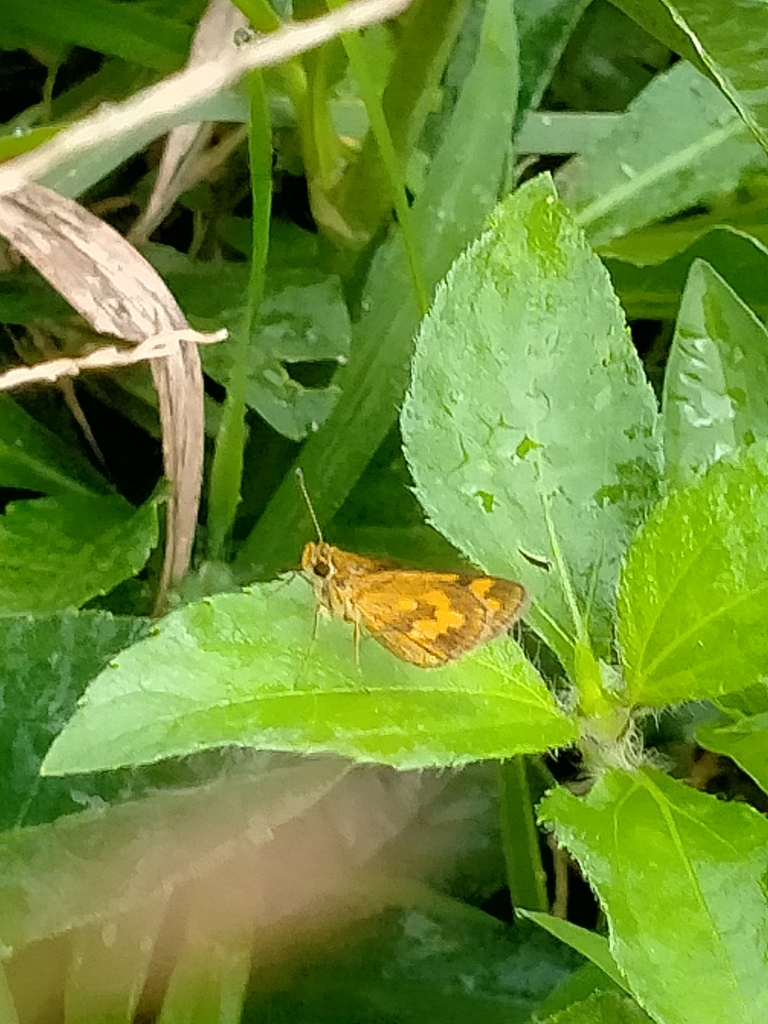 Lesser Dart from Galunggung on November 17, 2021 at 12:43 PM by Syifa ...