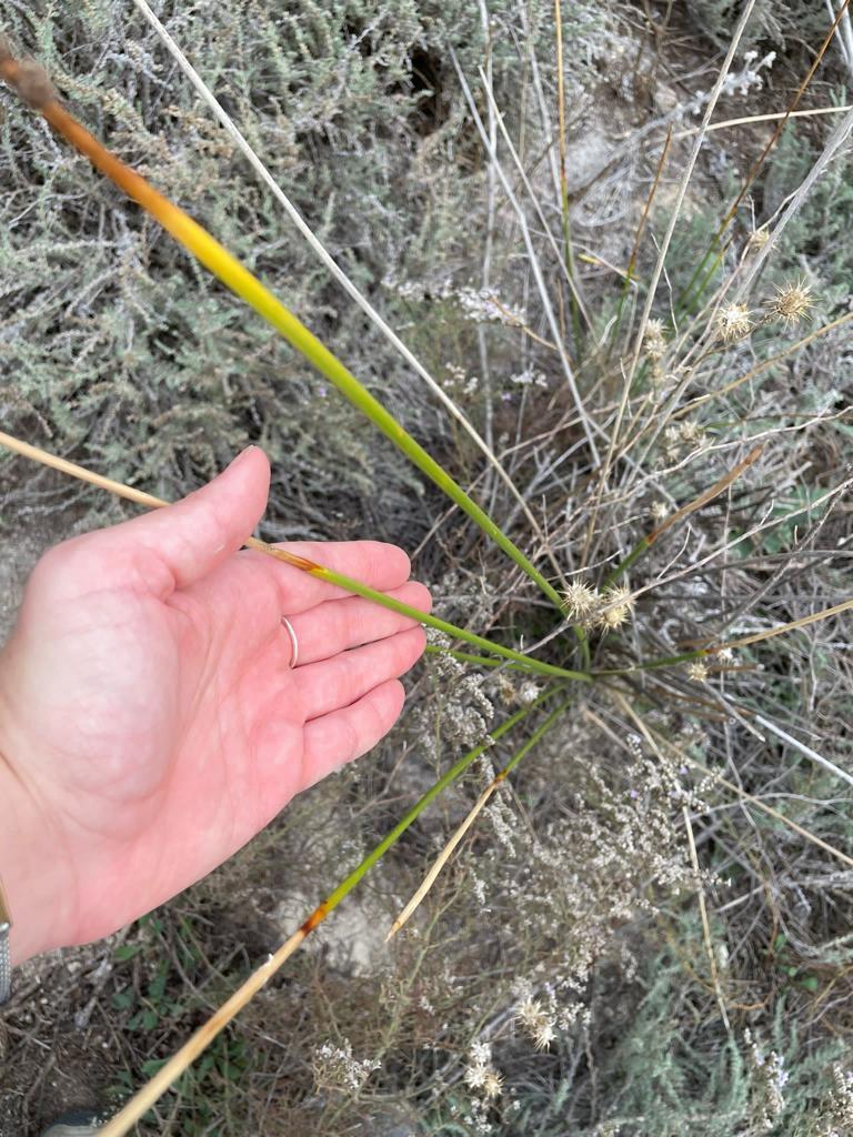 Round-headed Clubrush from SCH_G04 on October 09, 2021 at 11:46 AM by ...