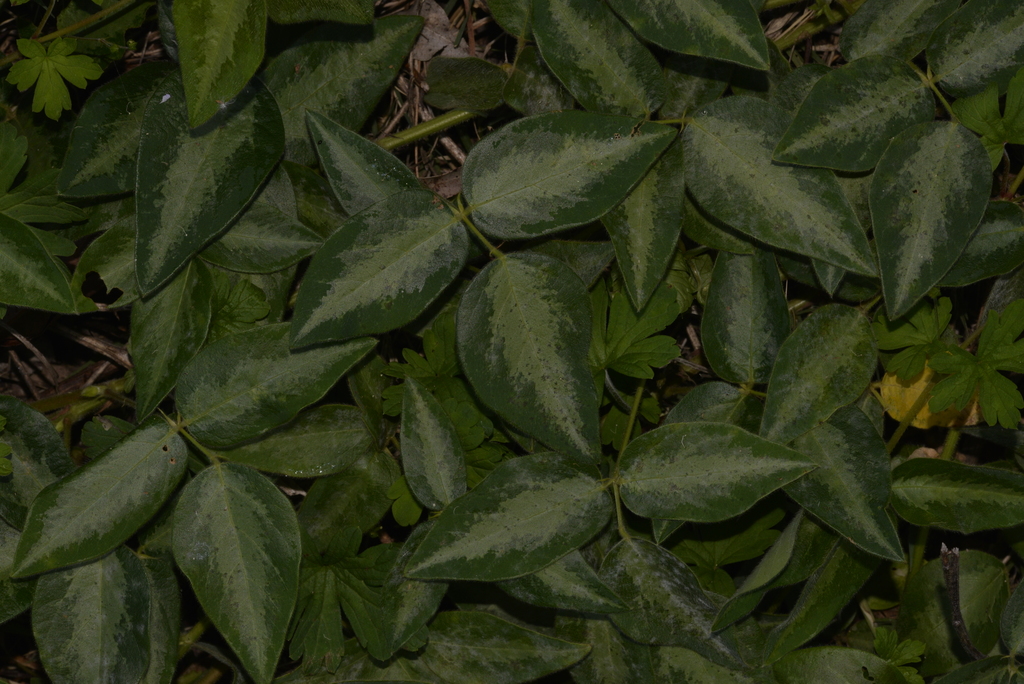 Silverleaf Desmodium from Brinerville NSW 2454, Australia on November ...