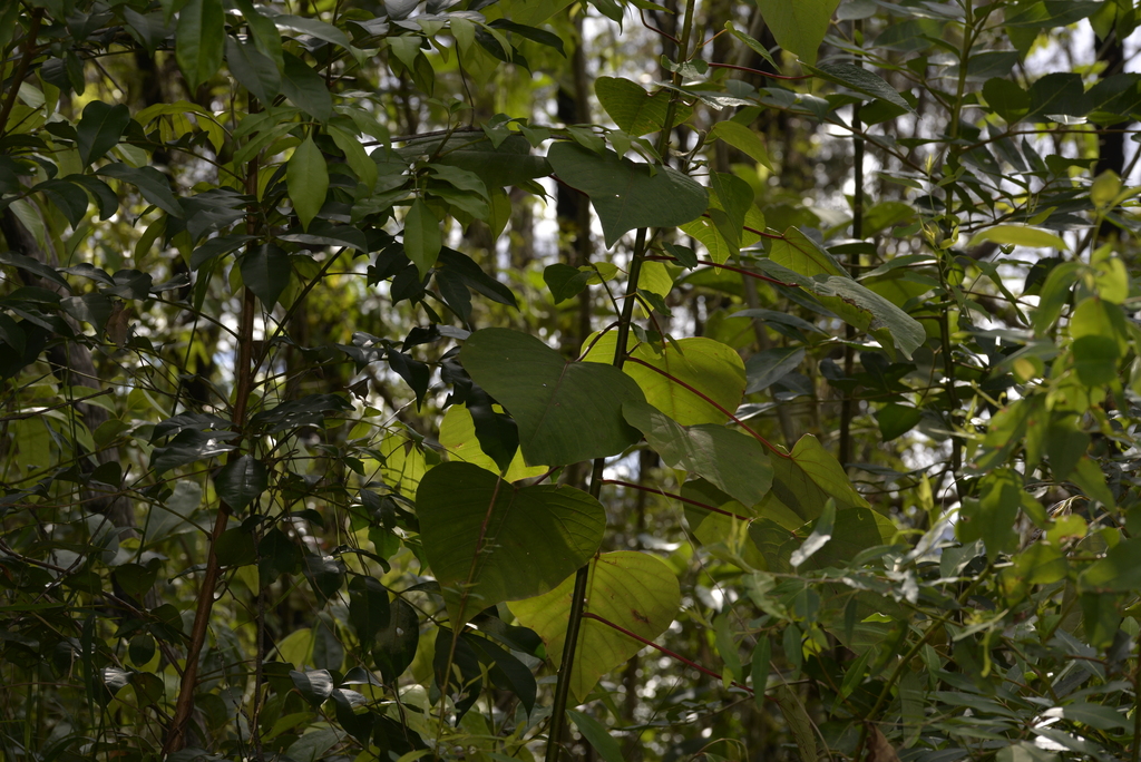 Bleeding Heart from Brinerville NSW 2454, Australia on November 14 ...