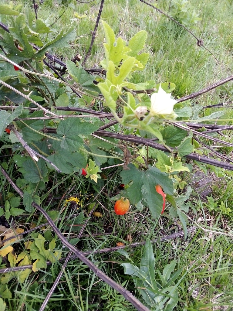 Coccinia hirtella from Harrison, Cato Ridge, 3680, South Africa on ...