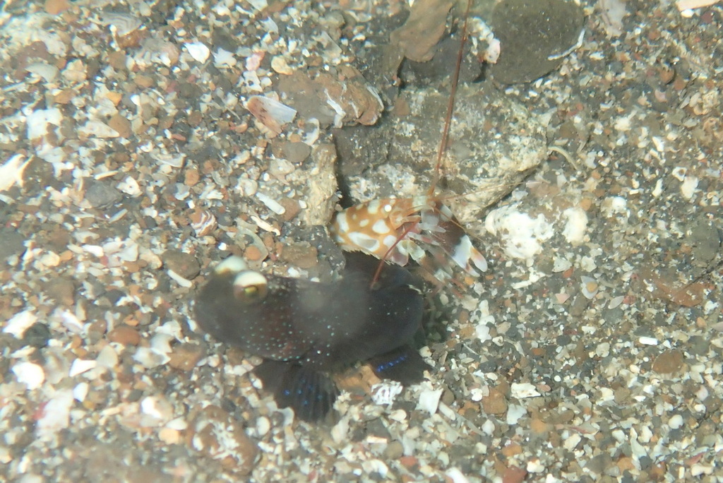 Tiger Snapping Shrimp from Lembeh strait, Kabupaten de Minahasa du Nord ...