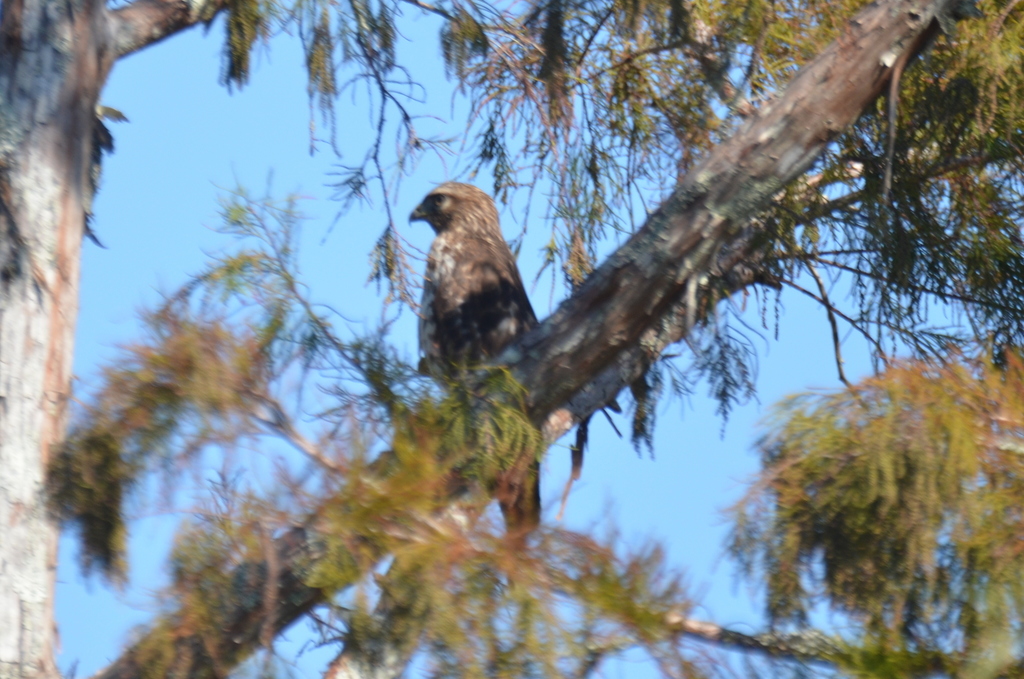 Red-shouldered Hawk from Terrebonne Parish, LA, USA on November 15 ...