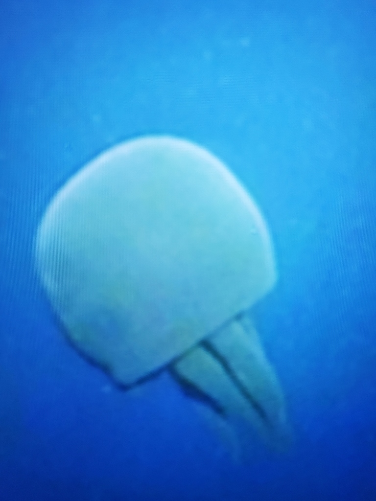 Tiburonia from Offshore Angola on November 12, 2021 at 01:04 PM by ...