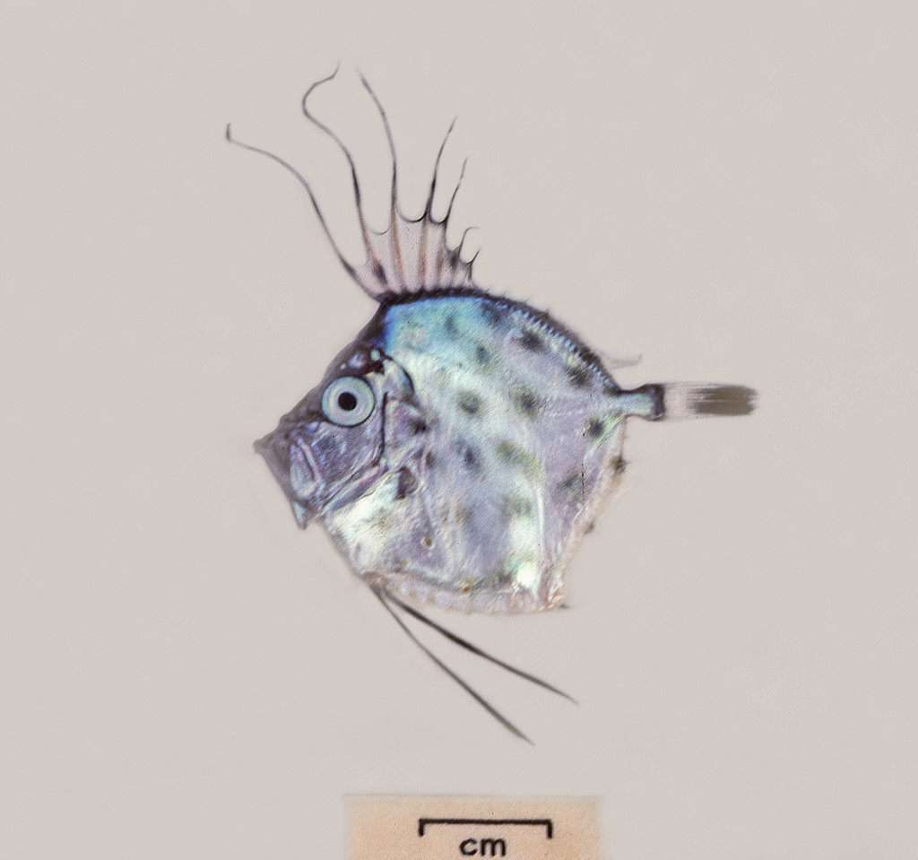 Mirror Dory from 11 n.miles off Bermagui, NSW, Australia on November 1 ...