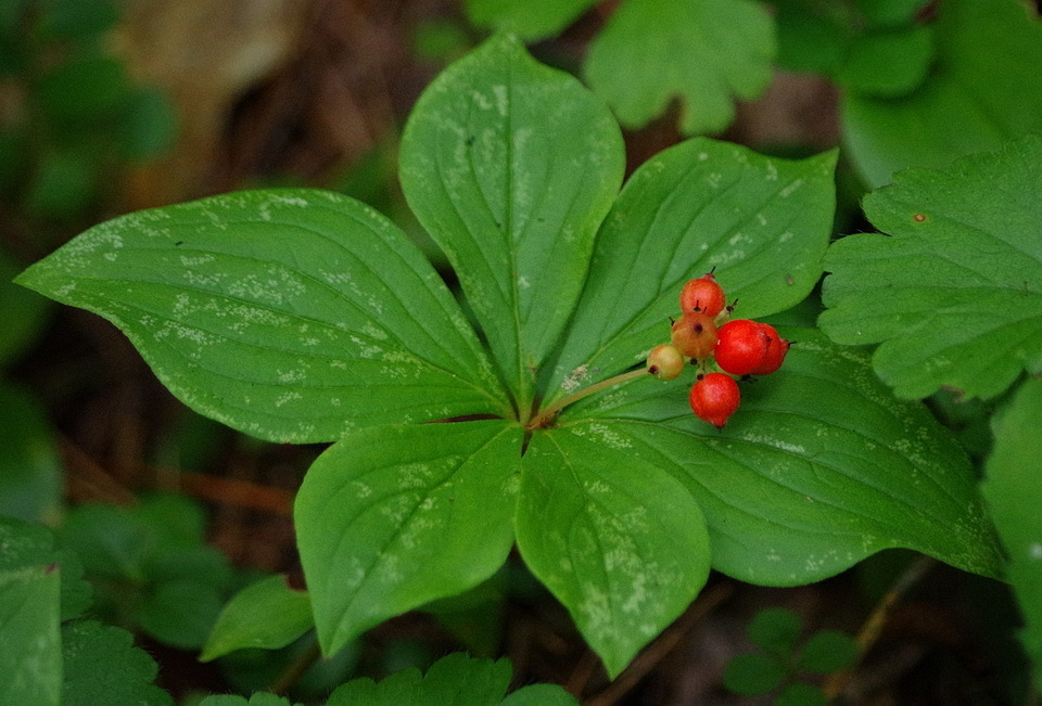 Canadian bunchberry from Renfrew County, ON, Canada on July 13, 2021 at ...