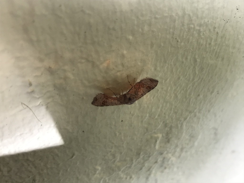 Window-winged Moths from Key Largo, Key Largo, FL, US on November 16 ...