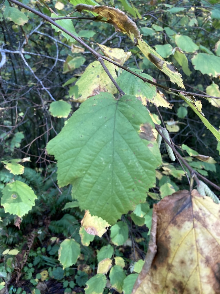 California hazelnut from US-199, Crescent City, CA, US on November 17 ...