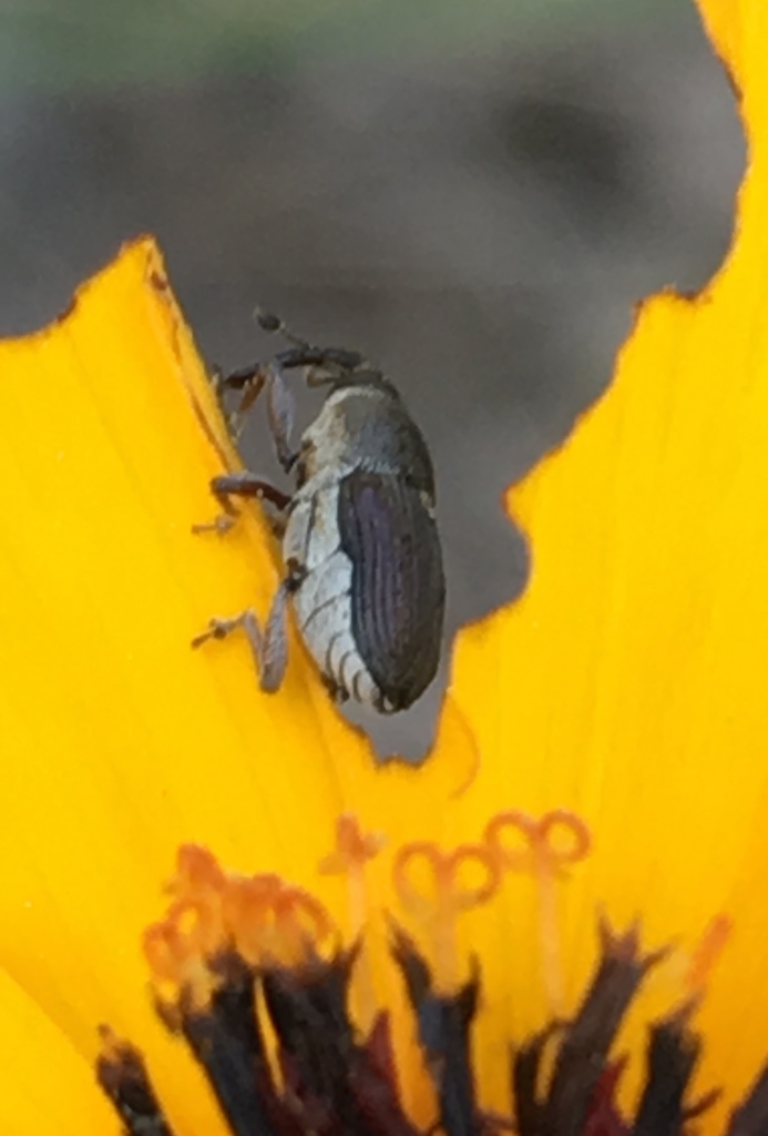 Flower Weevils from 1629 Park Rd 59, Glen Rose, TX 76043, USA on April ...