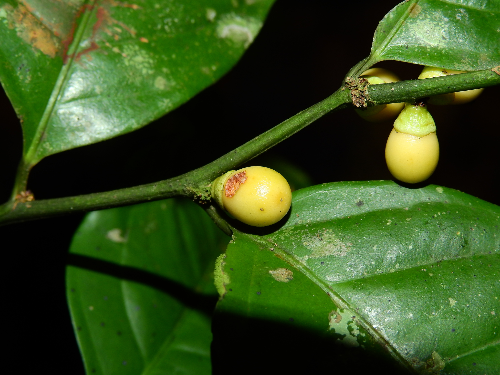 Heisteria densifrons Engl.