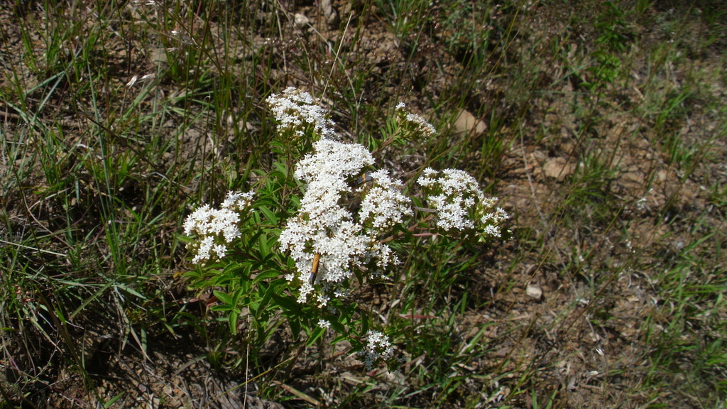 Sawtooth Candyleaf from Dolores Hidalgo Cuna de la Independencia ...
