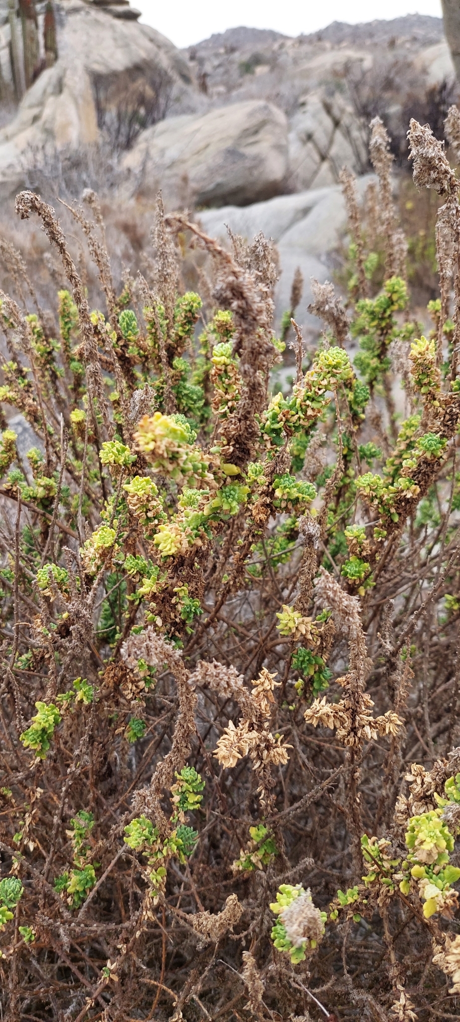 Ophryosporus triangularis Meyen
