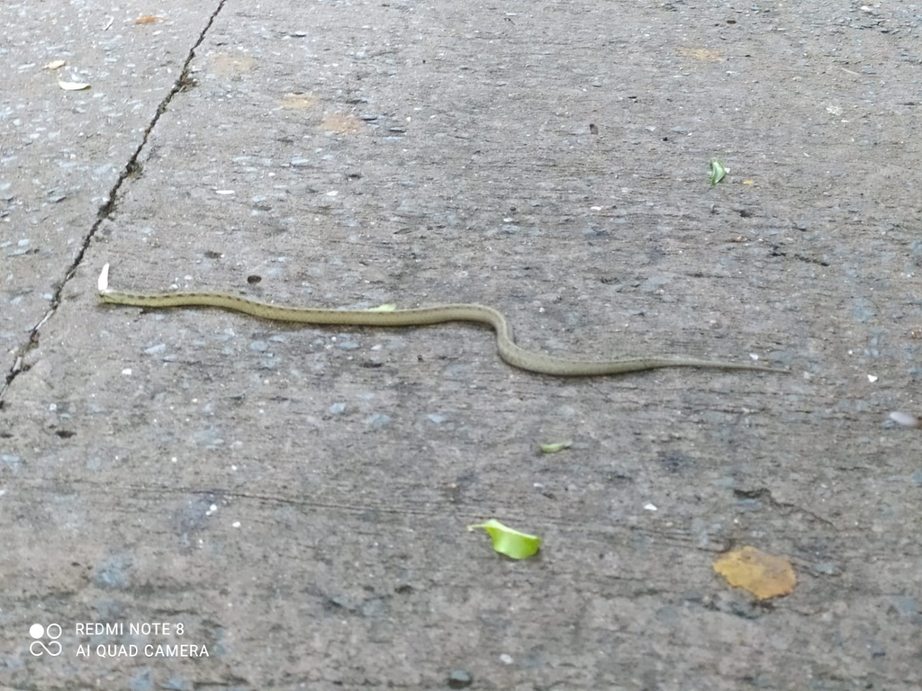 Pampas Snake from Foz do Iguaçu, PR, Brasil on November 18, 2021 by ...