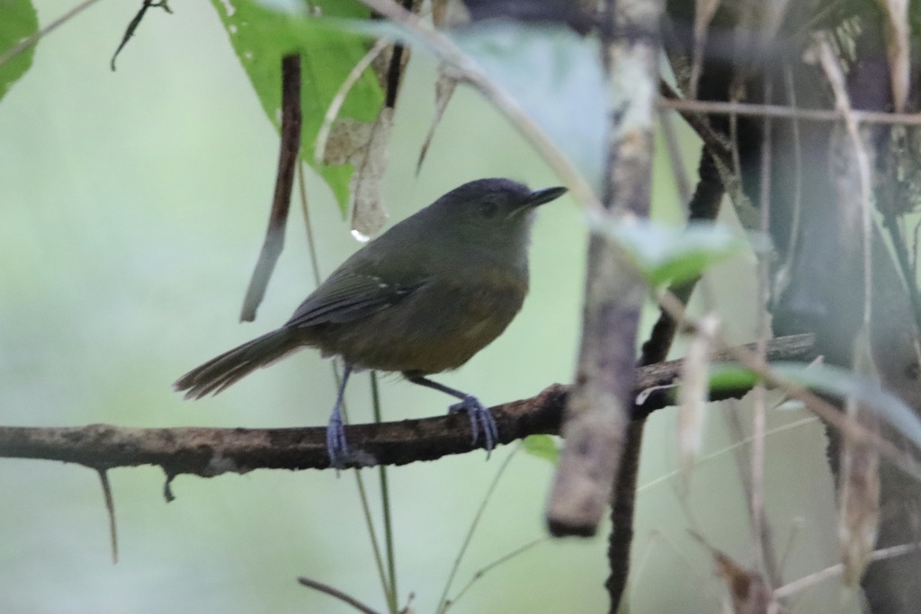 Dusky Antbird from Calle Punta Pacifica, Panamá, Provincia de Panamá ...