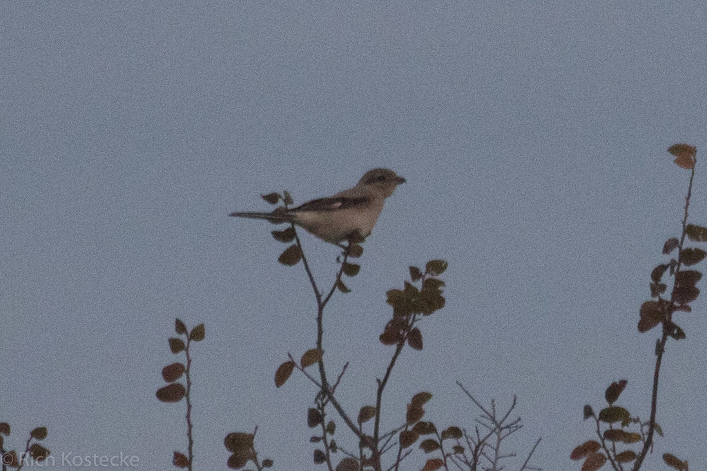 Northern Shrike from Williamson County, TX, USA on November 18, 2021 at ...