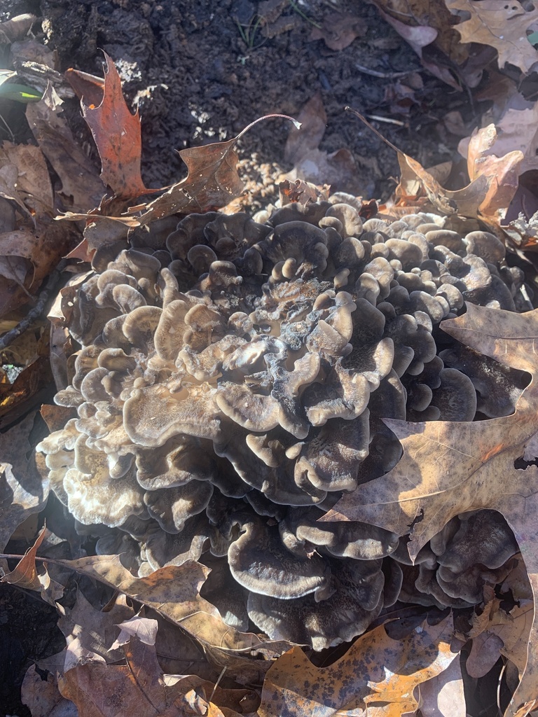 hen of the woods from Shawnee National Forest, Makanda, IL, US on ...