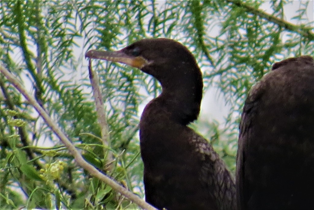 Neotropic Cormorant from Hidalgo County, TX, USA on April 29, 2018 at ...