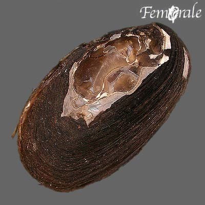 Genus Elliptio · iNaturalist