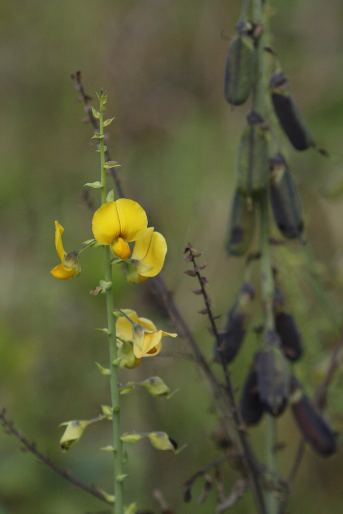 Showy crotalaria, Showy rattlebox, Cats bells, Rattlebox, Yellow ...
