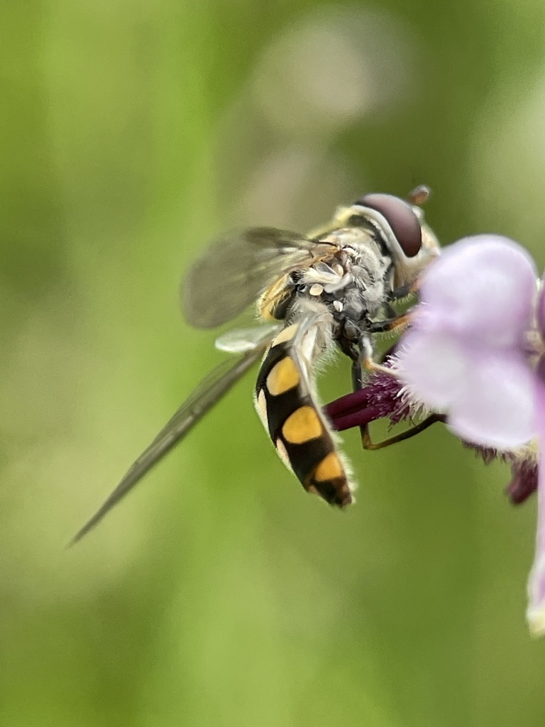 Syrphini from Frankston South, VIC, AU on November 19, 2021 at 10:44 AM ...