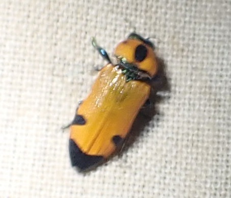 Castiarina coccinata · iNaturalist