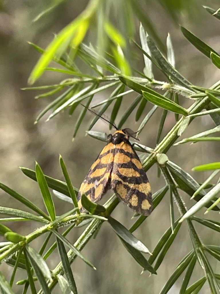 Lydia Lichen Moth from Frankston South, VIC, AU on November 19, 2021 at ...