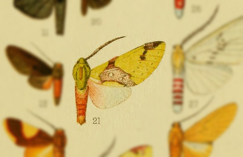 Symphlebia meridionalis · iNaturalist