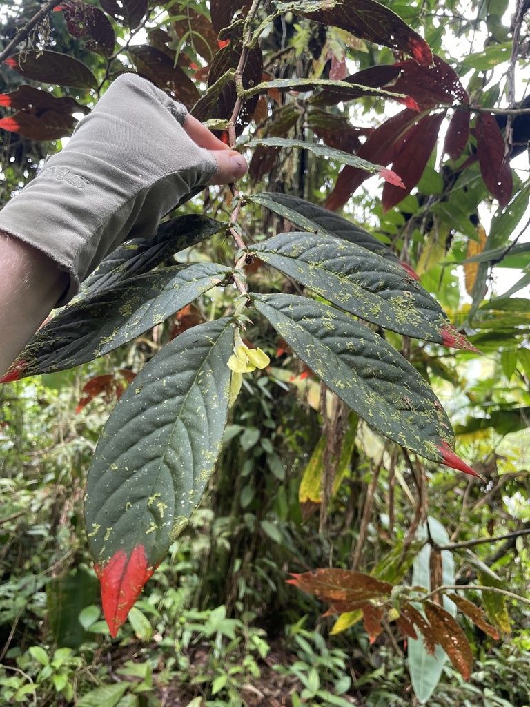 Columnea picta from San Lorenzo, Esmeraldas, EC on November 4, 2021 at ...