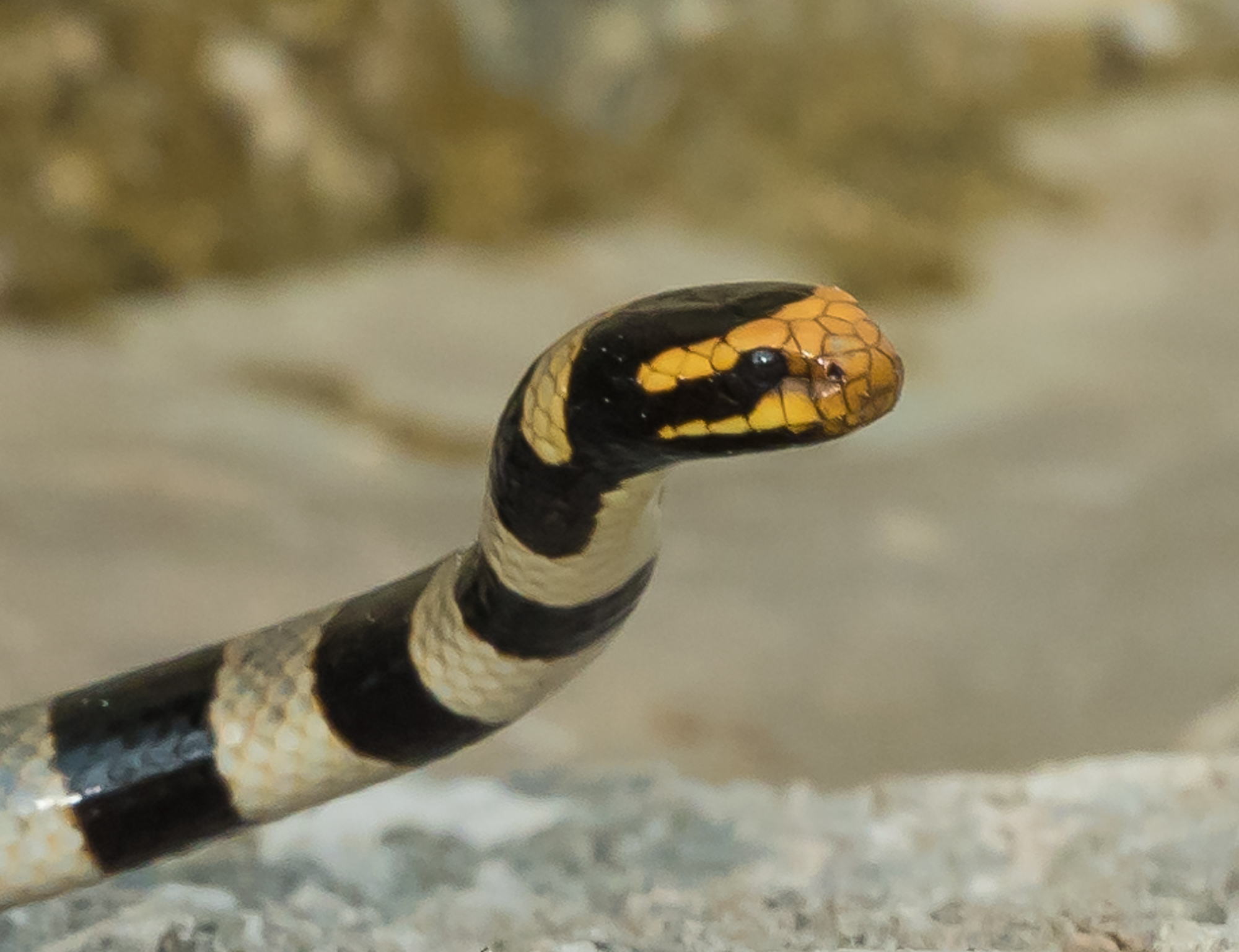 Elapidae Snake