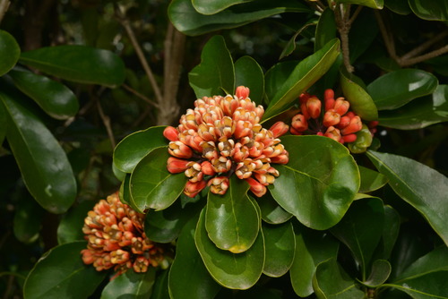 Pittosporum coccineum · iNaturalist United Kingdom