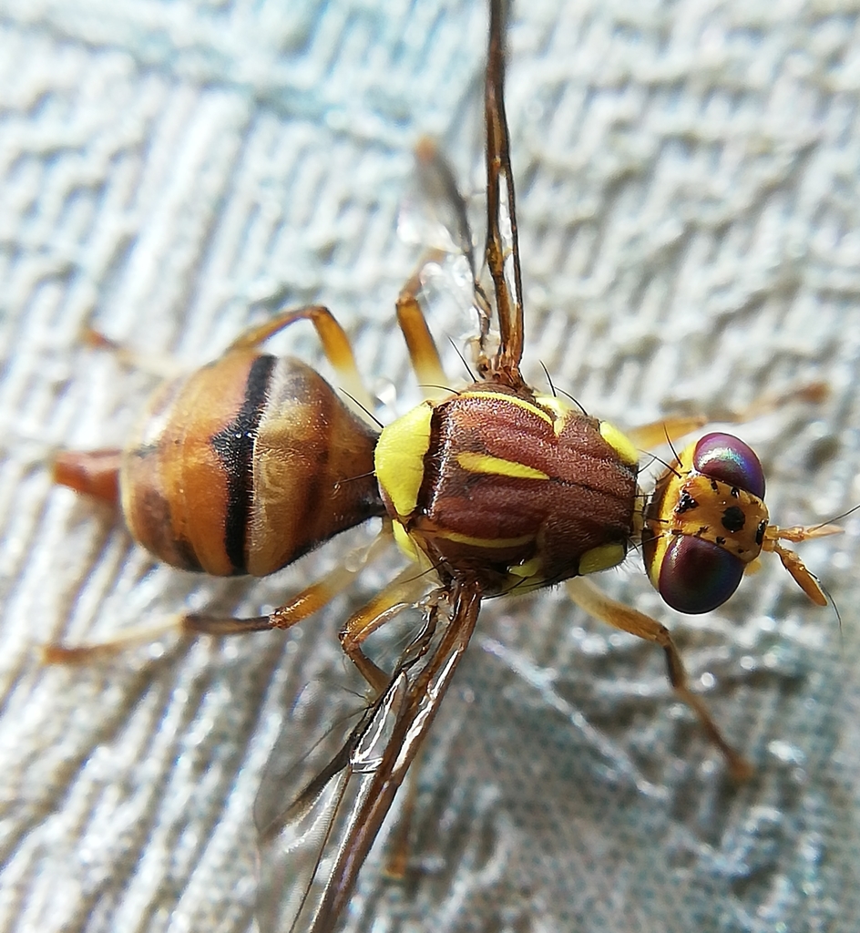 Melon Fly from Taltola on November 19, 2021 at 11:24 AM by Asif ...