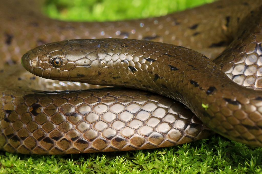 Olive Trapezoid Snake (Rhabdops olivaceus) - Snakes and Lizards