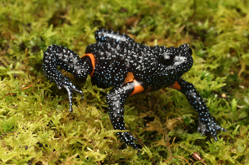 Genus Melanobatrachus · iNaturalist United Kingdom