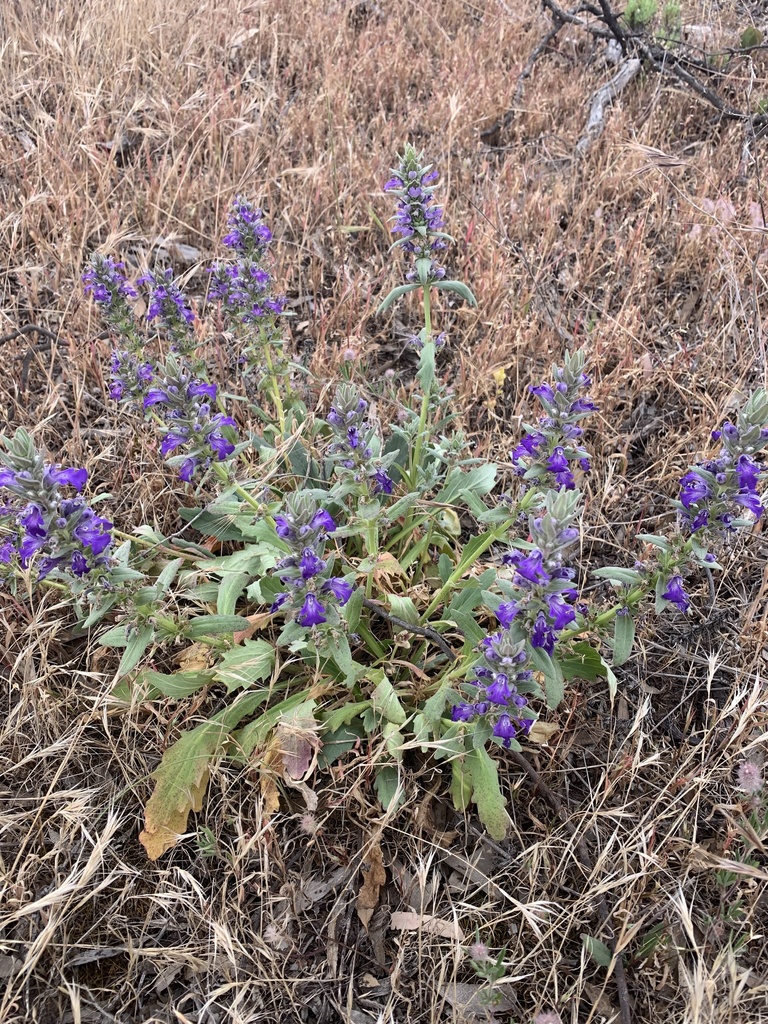 Austral Bugle (Ajuga australis) - Botanical Realm
