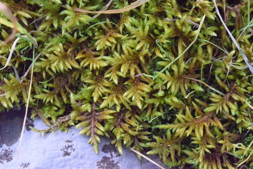 Entodon concinnus · iNaturalist Mexico