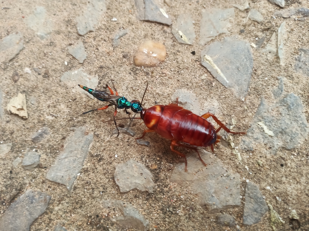 Emerald Cockroach Wasp from 494001, India on November 19, 2021 at 12:01 ...