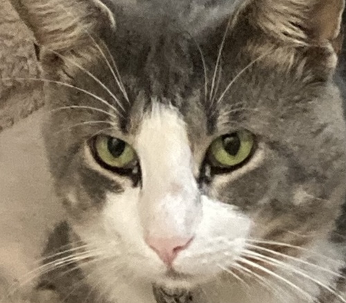 Feline Viral Rhinotracheitis (Felid alphaherpesvirus one) · iNaturalist