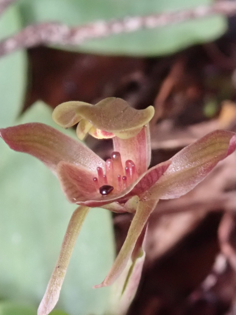 three-horned bird orchid from Birchs Bay TAS 7162, Australia on November 19, 2021 at 12:54 PM by ...