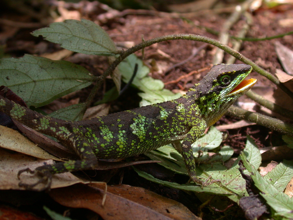 Diploderma polygonatum xanthostomum in August 2003 by lecanorchis ...