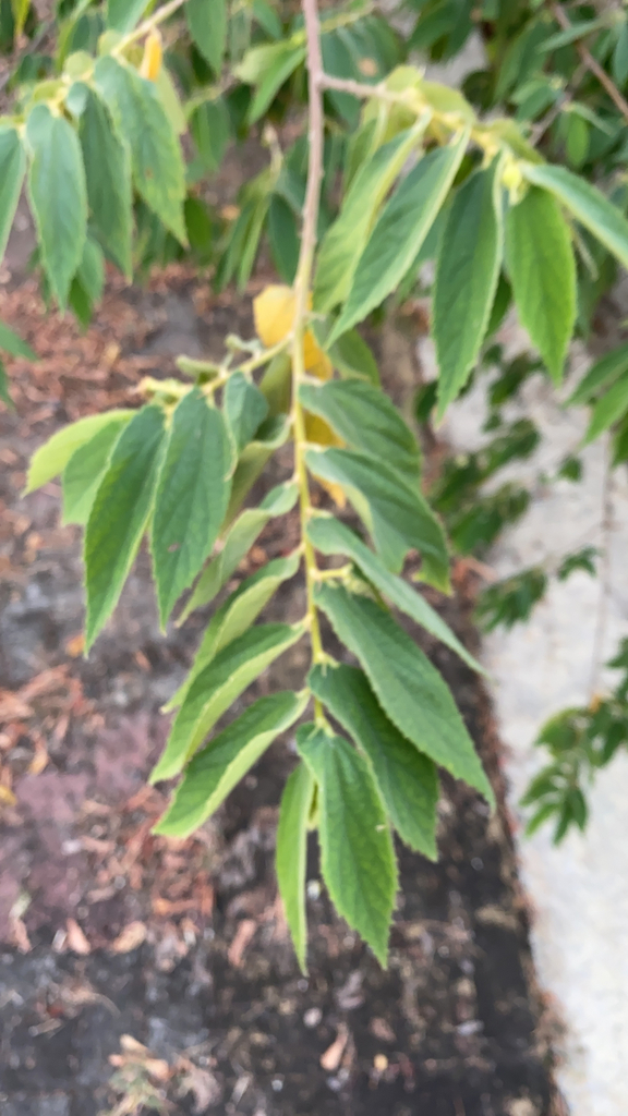 calabur tree from 高雄市 on November 19, 2021 at 05:02 PM by nautilus0910 ...