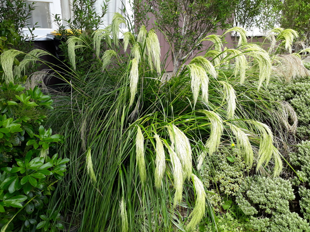 Chionochloa flavicans from Tawa, Wellington, New Zealand on November 18 ...